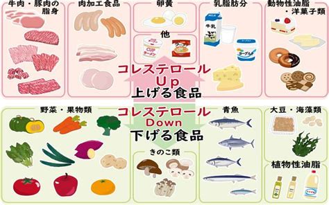 本当に悪悪役にされてしまいがちなコレステロール 人は食べた物で創られる