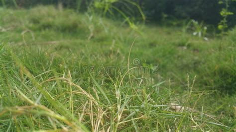 Picture Showin Beautiful Green And Yellow Grass Stock Image Image Of Grass Yellow 147193165