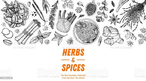 허브와 향신료 손으로 그린 벡터 일러스트레이션 향기로운 식물 손으로 그린 음식 스케치 빈티지 일러스트레이션 카드 디자인 스케치 스타일입니다 향신료와 허브 흑백 디자인 판화