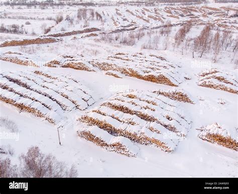 Industrial Photo Storage Of Wooden Logs Under The Snow At A Sawmill