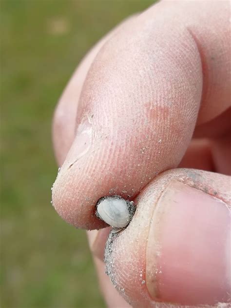 მოლუსკი