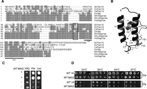sequence similarity and growth complementation analysis a magmas
