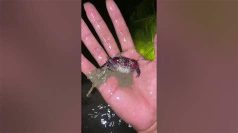 How I Catch Crabs Youtube