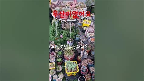 우산이없어요 김호중 옥상정원 꽃과다육 보약같은비를맞고있어요 Youtube