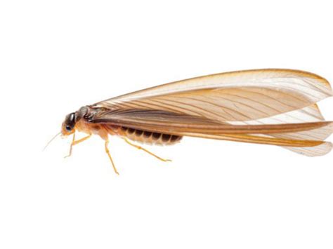 Termite Swarm Season Is Coming Find Out If Youre Ready