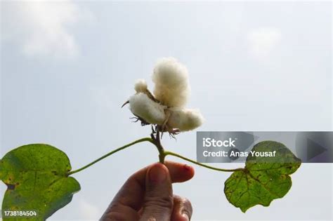 하얀 목화 꽃의 클로즈업 Cotton Farmcotton Flowerwith에서 자라는 원시 유기농 면화는 주제에 선택적으로
