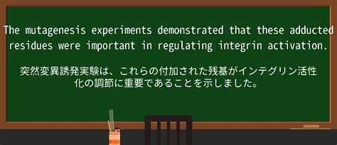 【英単語】integrin Activationを徹底解説！意味、使い方、例文、読み方 おもしろい英文法