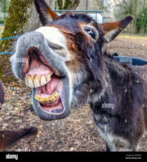 Donkey Smiling With Teeth