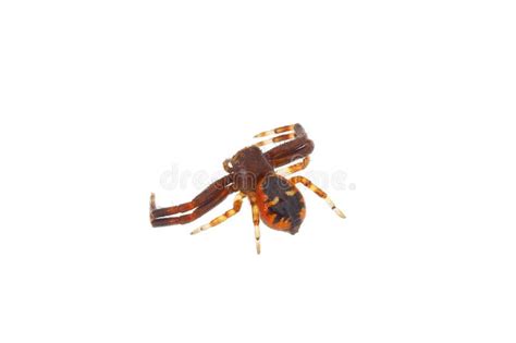 Napoleon Spider Isolated On White Background Synema Globosum Stock Image Image Of Synema