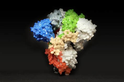 Promise For Covid 19 Vaccine After Engineered Virus Protects Against