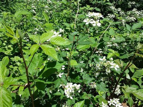Summer Foraging In Forest Park BERRIES Ridgefood