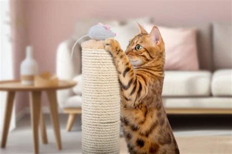 Do Cats Masturbate Feline Behavior Explained Catster