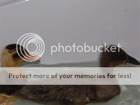 Duck Sex And Breed Plz BackYard Chickens Learn How To Raise Chickens