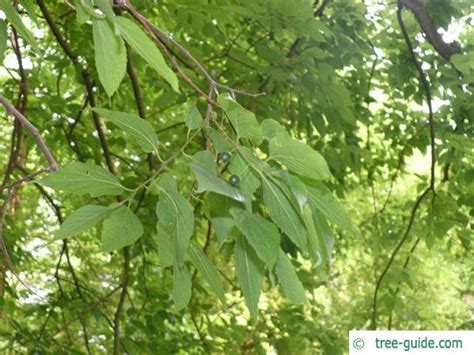 Common Hackberry Celtis Occidentalis