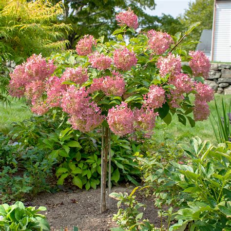 Hydrangea Paniculata Phantom Tree Form White Flower Farm