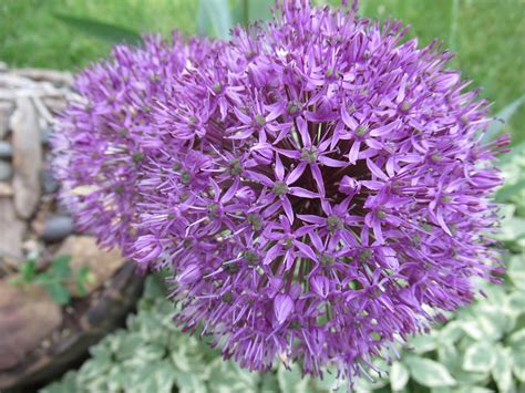 Gladiator Allium Photograph By Cora Thrash Pixels