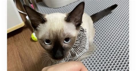 일일펫시터 돌봄일지 애석한밤톨양이 숨고 숨은고수
