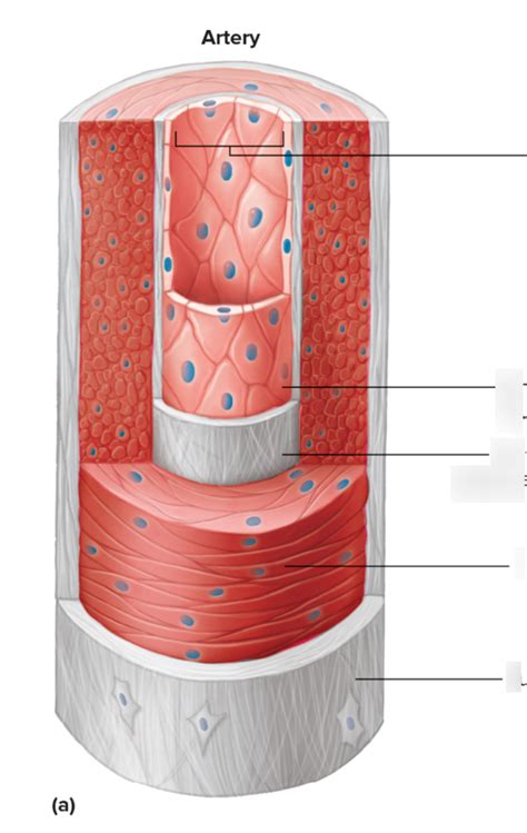 Diagram Artery Structure Diagram Quizlet