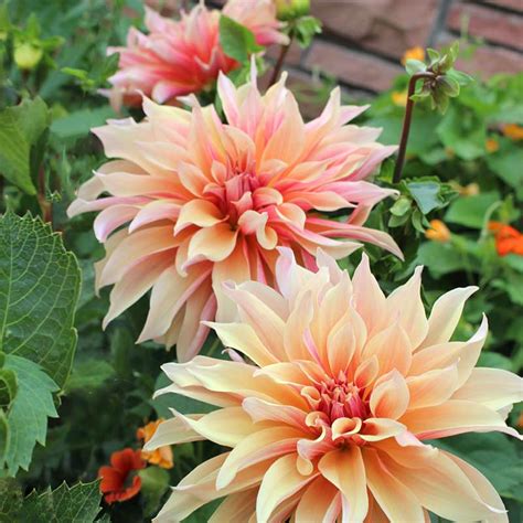 Photo 65526 Dahlia Labyrinth Plant Lust Photo 65526 Dahlia Labyrinth Plant Lust