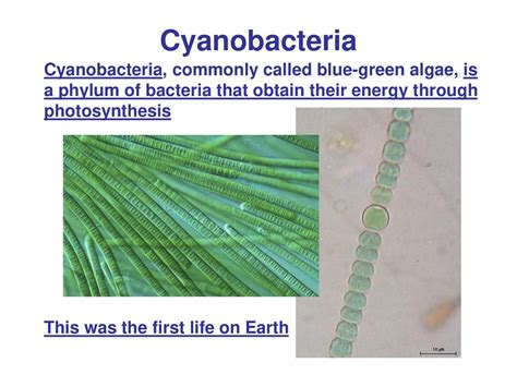 The History Of The Earth Ppt Download