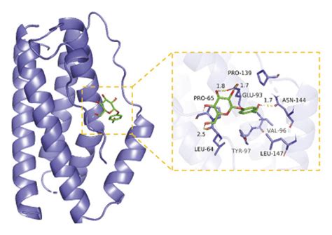 Docking Model Of Gastrodin With Seven Important Targets A Drd2 And Download Scientific