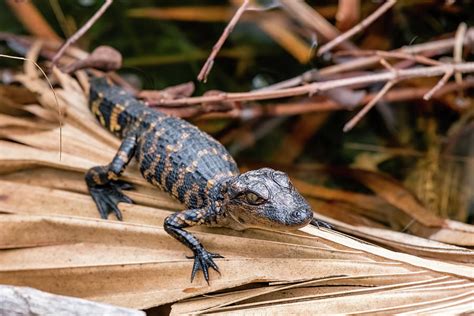 A Young American Alligator Hatchling On A Dried Palm Frond Photograph
