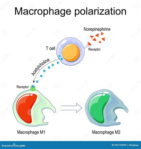 Macrophage Polarization M1 And M2 Macrophages Stock Vector