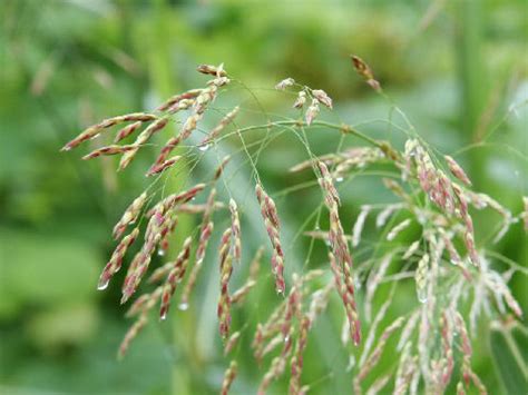 セイバンモロコシ Sorghum halepense