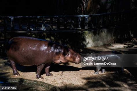 235 Moo Deng Photos And High Res Pictures Getty Images