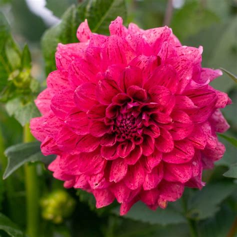 Potted Dahlias For Posting Or Collection