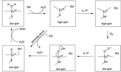 13 Fe Porphyrins And The Peroxide Shunt Pathway Another