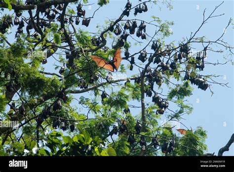 Colony Of Giant Golden Crowned Flying Fox Acerodon Jubatus Hangs