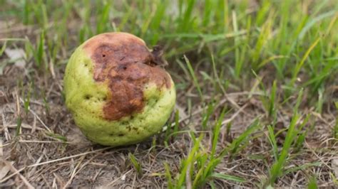 How To Tell If A Guava Is Bad Cullys Kitchen