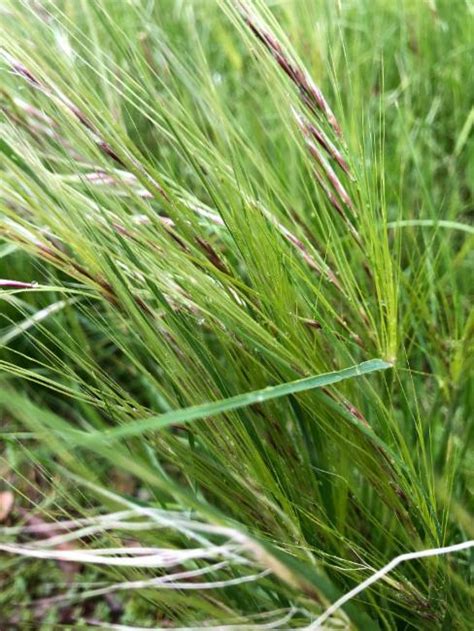Chilean Needle Grass Weeds Australia