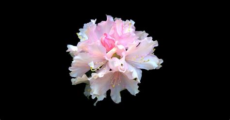 Hydrangea Hydrangea Sticker Teepublic