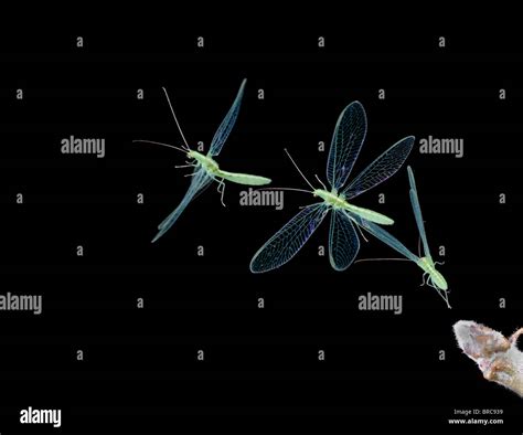 Green Lacewing Chrysopa Sp Taking Off Multi Image Stock Photo Alamy
