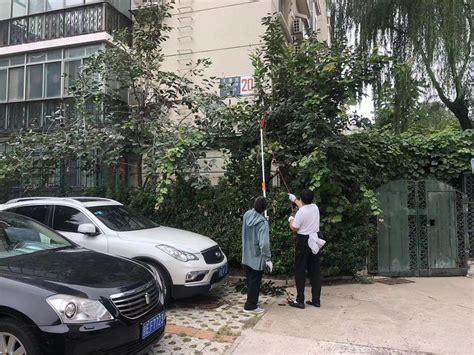 修剪遮挡监控摄像头的树枝 天通苑社区网