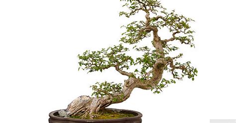 When Should A Japanese Maple Bonsai Be Pruned Bonsai Tree Help