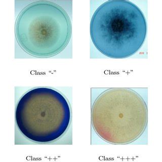 Examples Of The Dataset Of Images And Their Classes Download Scientific Diagram