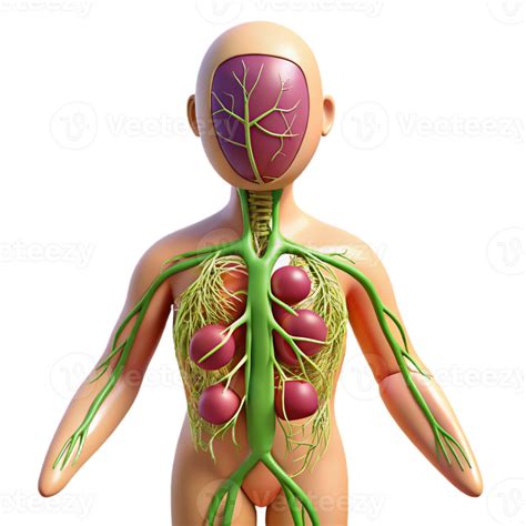 Human Lymphatic System Diagram 55388195 Png