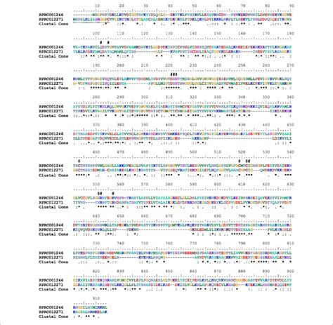 multiple amino acid sequence alignment of r prolixus cytosolic