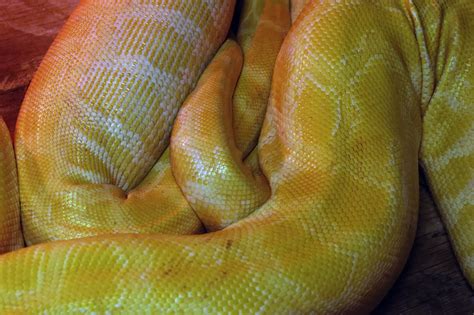 Burmese Python X Wallpaper Teahub Io