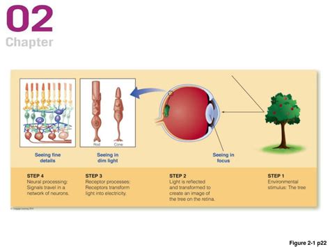 Ppt Chapter 2 The Beginnings Of Perception Powerpoint Presentation Free Download Id5754590