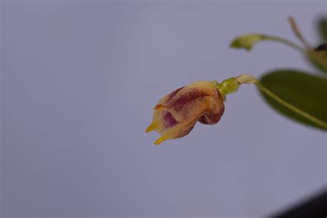 Masdevallia Molosoides Equaflor A