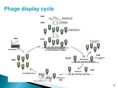 Phage Display