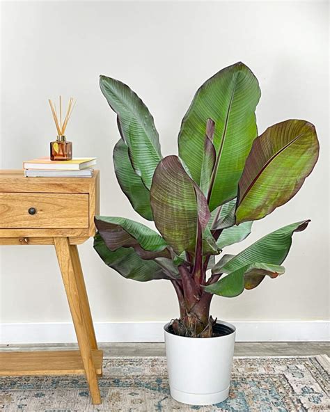 Ensete Ventricosum Maurelii Musa Maurelii Maurelii Red Banana Abyssinian Banana PlantVine