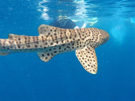 Whale Shark Snorkelling In Maldives Call