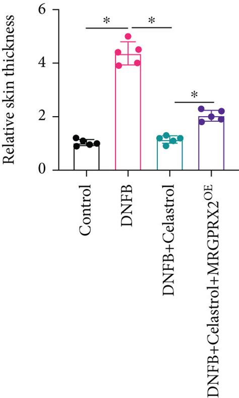 Inhibition Of Dnfb Induced Atopic Dermatitis By Celastrol Was Reversed Download Scientific