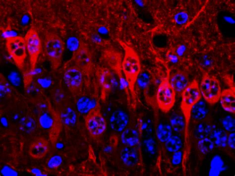 Research Areas Genetics