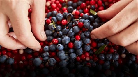 นายกฯ สั่ง กต ตรวจสอบข้อมูล ฟินแลนด์ระงับวีซ่า คนไทยเก็บเบอร์รี่ หวั่นกระทบเจรจาวีซ่าฟรีเชงเกน